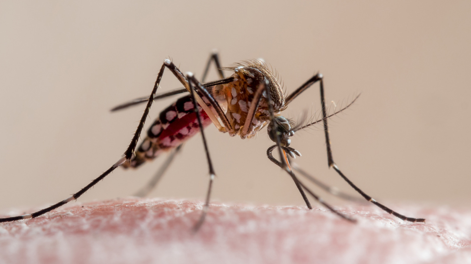 The Invasive Mosquito Species That's Been Spotted In The US And How To ...