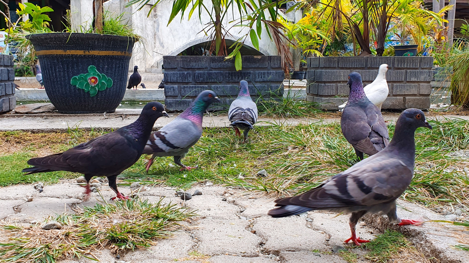 The Kitchen Staple That'll Help Keep Pigeons Out Of Your Yard