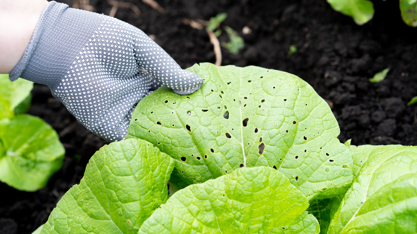 The Kitchen Staple That'll Help Naturally Repel Pests From Your Yard