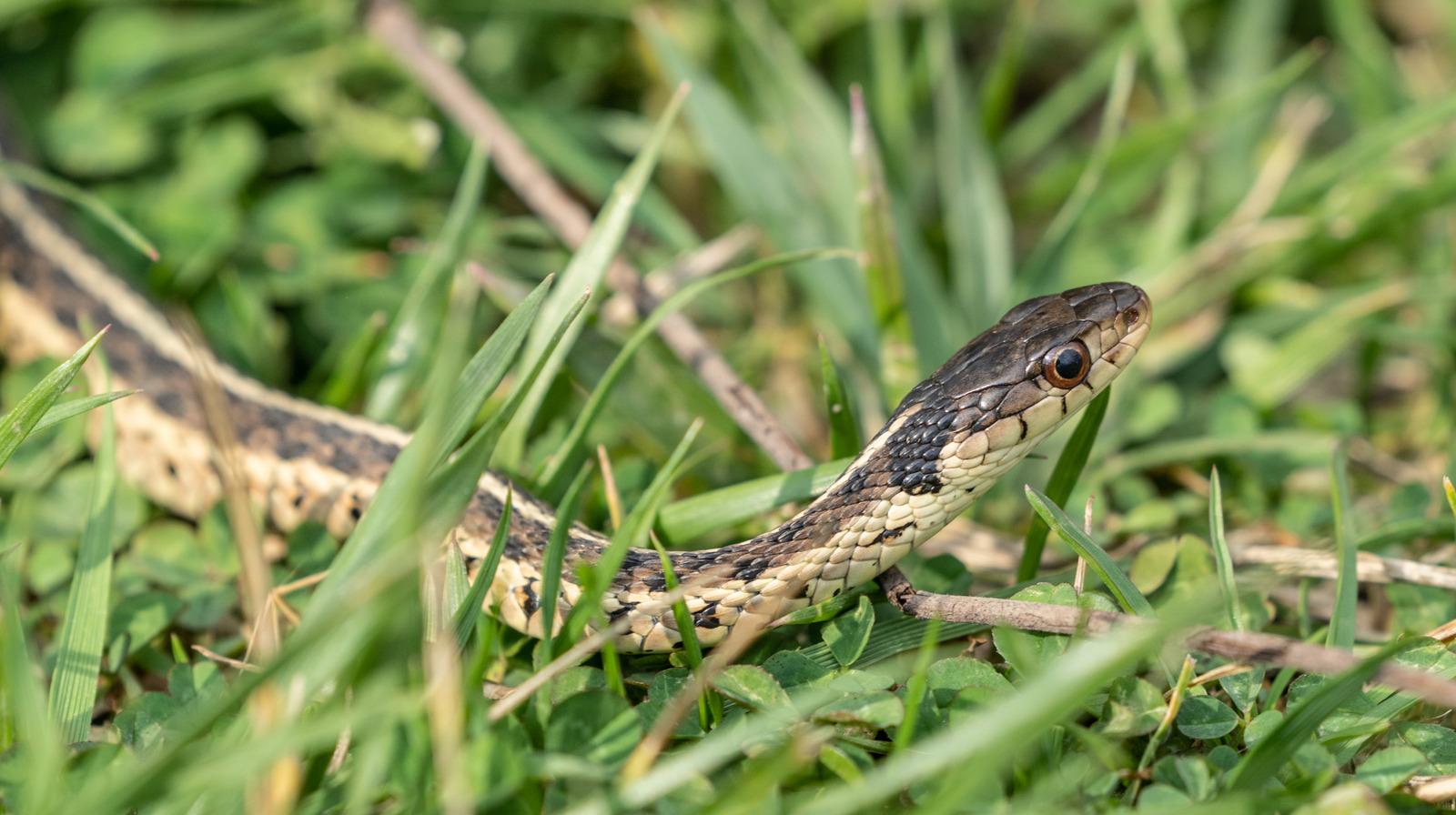 The Lawn Care Mistake To Avoid To Keep Snakes Far Away From Your Garden