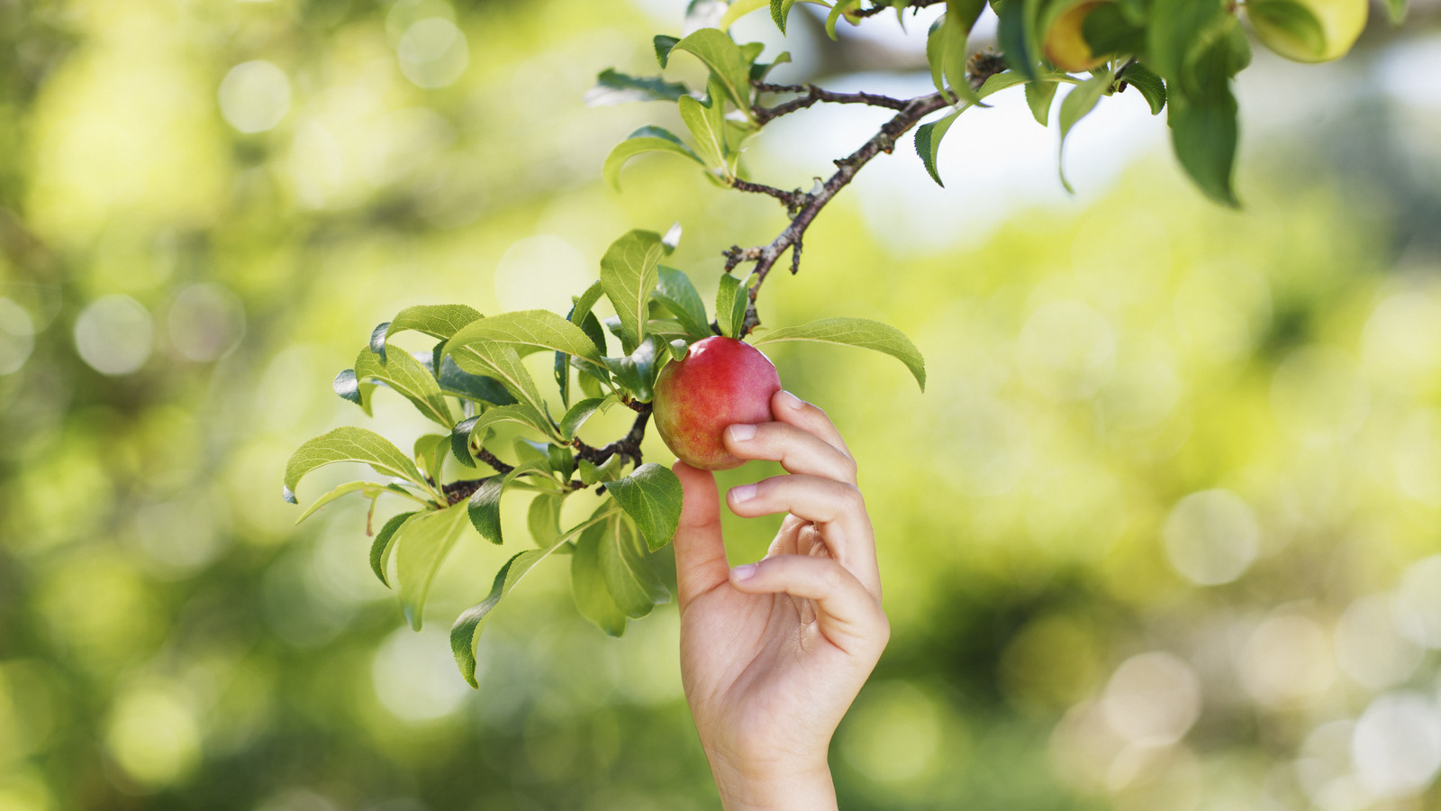 Here's Why Your Fruit Trees Aren't Growing Fruit