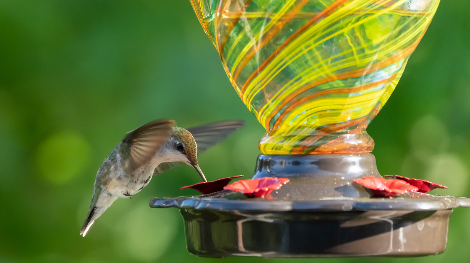 The Major Homemade Hummingbird Nectar Mistake You Should Avoid