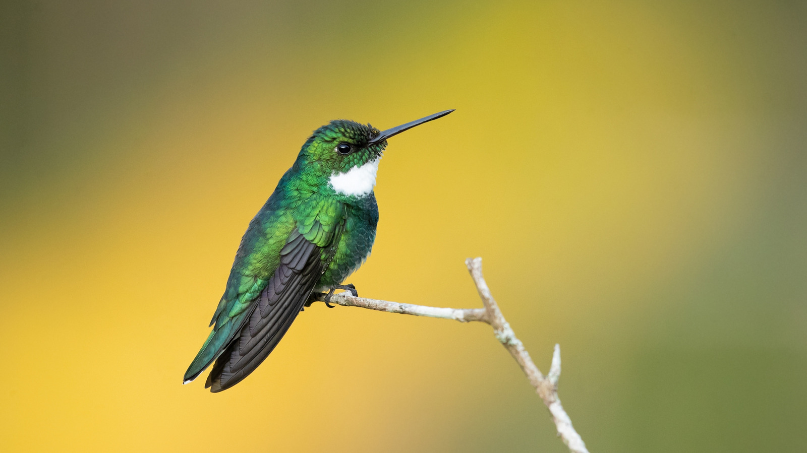 The Must-Plant Hybrid You Should Grow To Attract More Hummingbirds