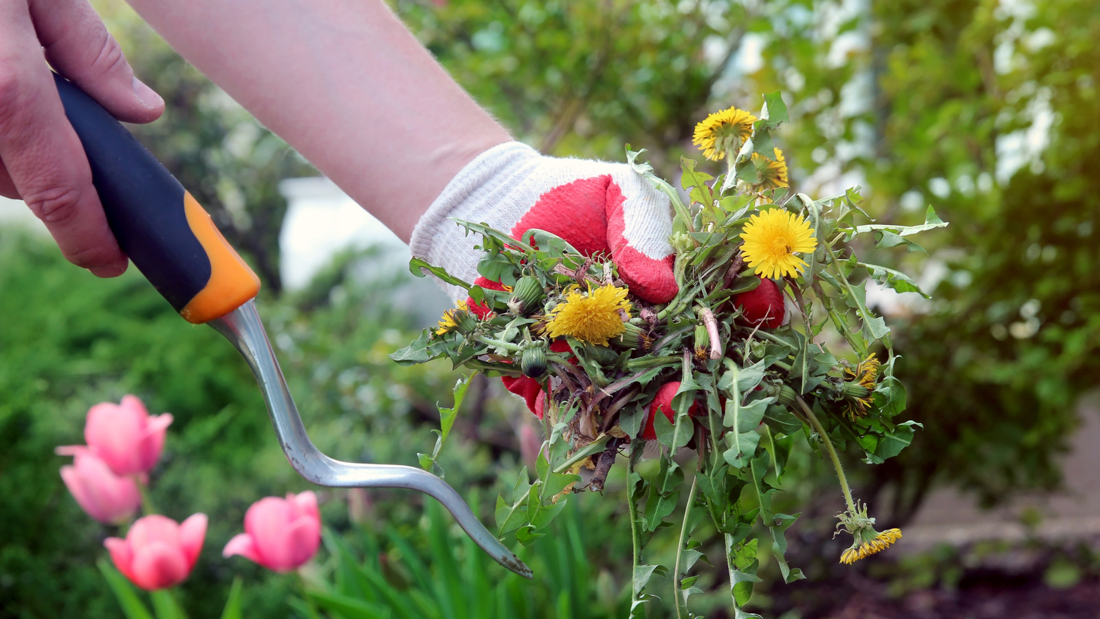 The Must-Try Removal Tip That'll Prevent Weeds From Taking Over Your Lawn