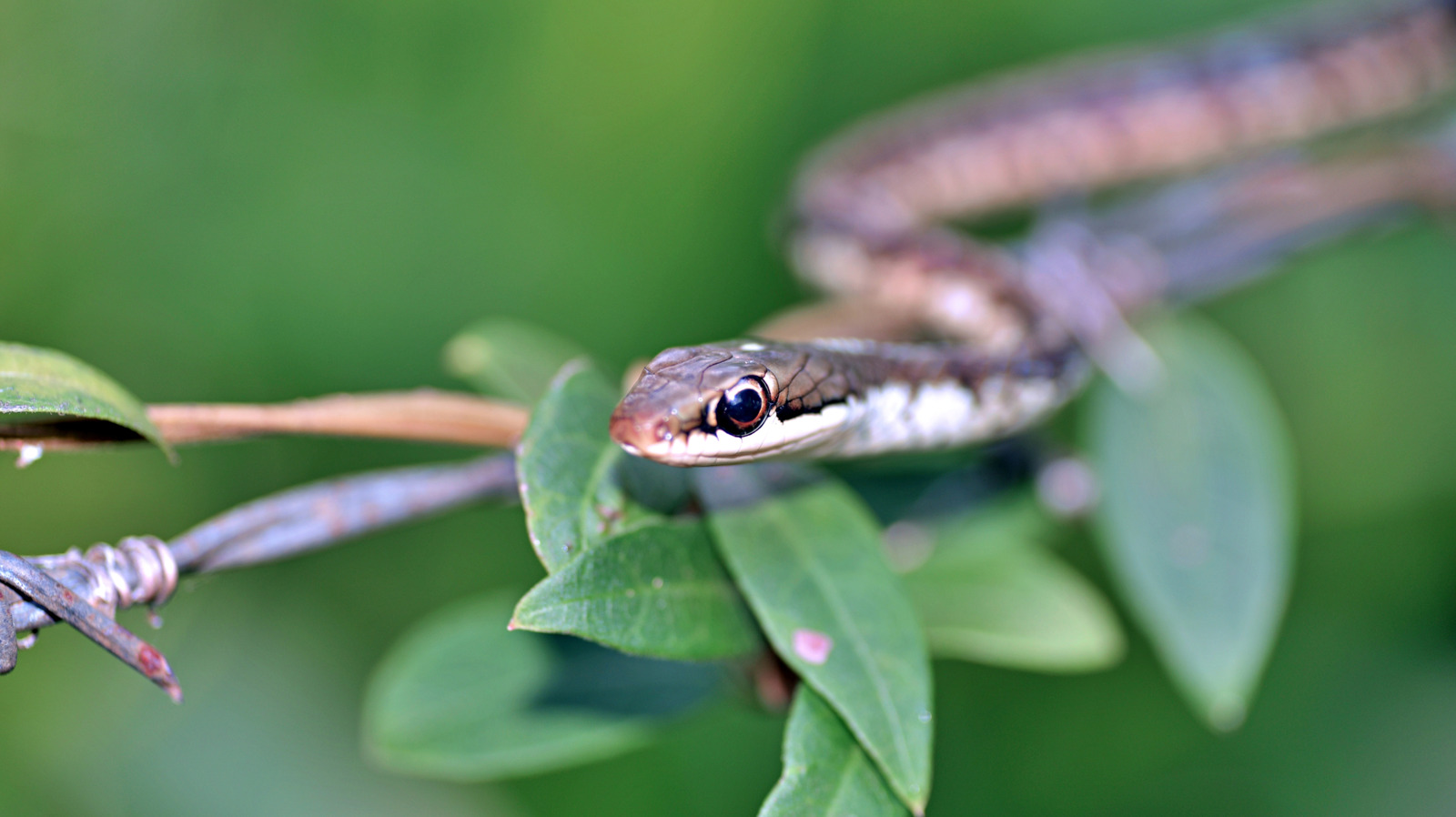 The Newly Discovered Species Of Snake That Will Have You Looking Up ...