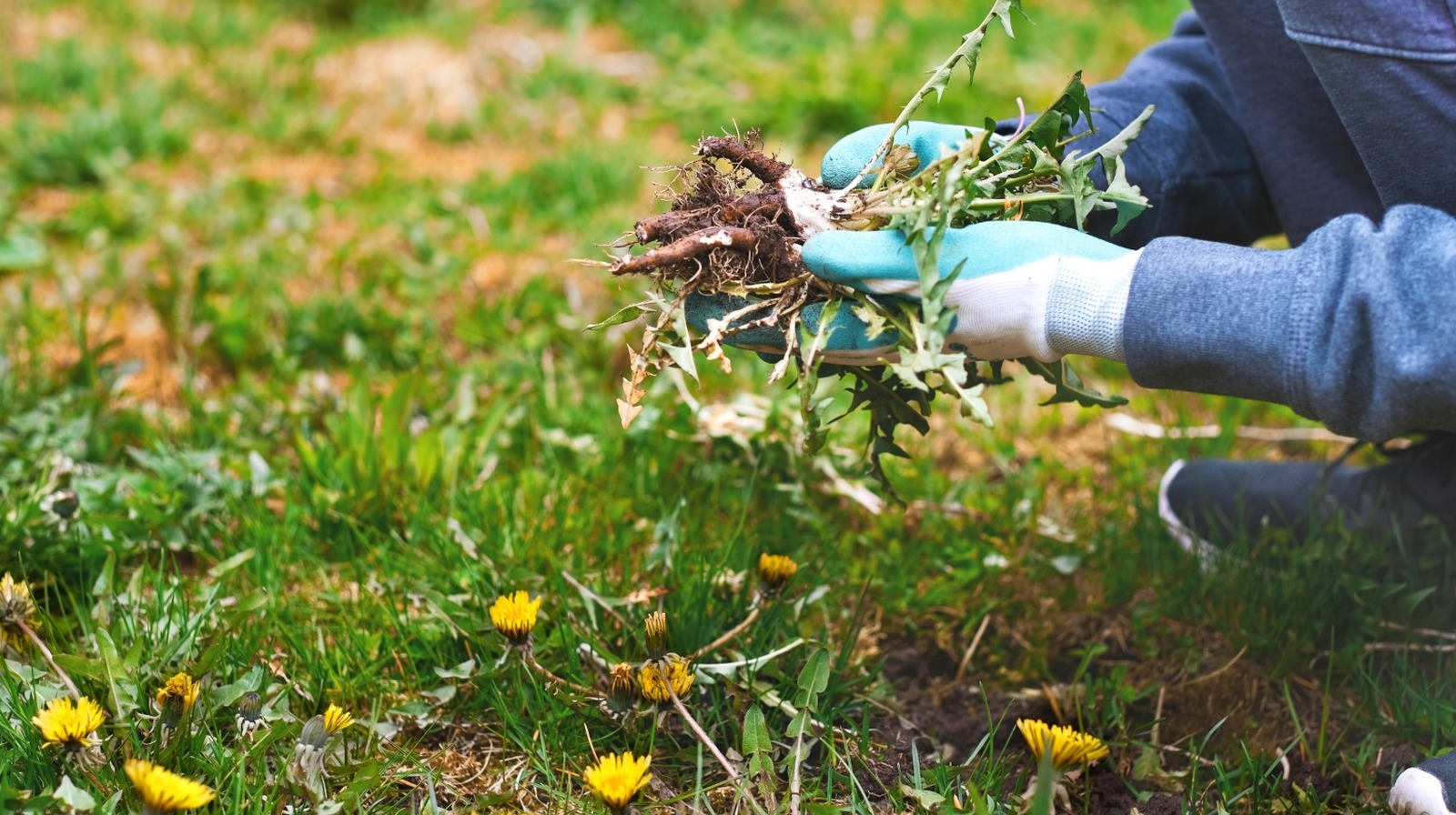 The Perfect Grass To Plant In Your Yard To Keep Your Lawn Weed-Free