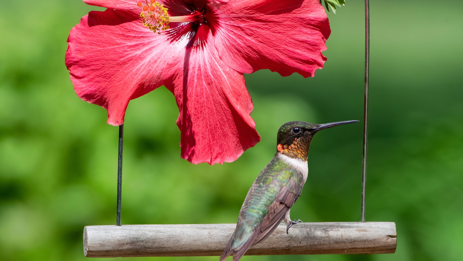 The Perfect Place For A Hummingbird Swing In Your Yard