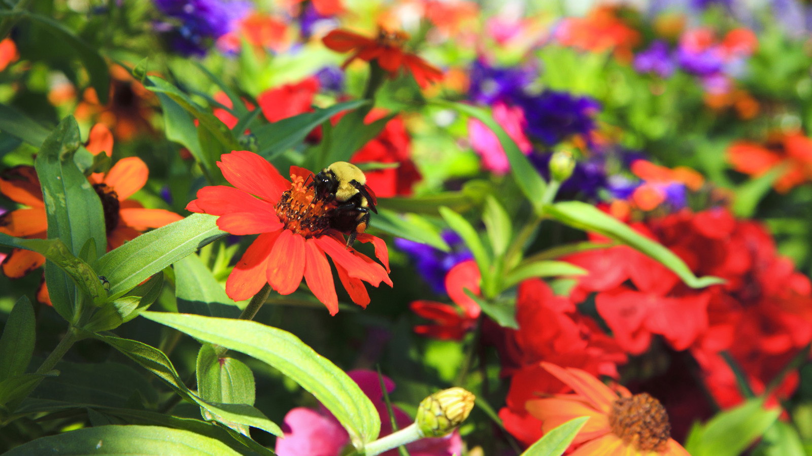 The Pink Pollinator-Friendly Ground Cover You'll Want In Your Flower Bed