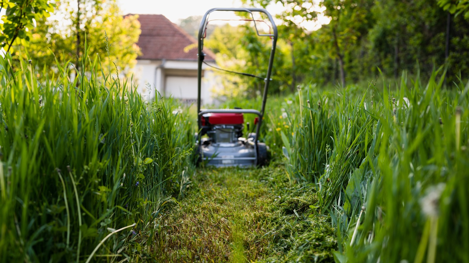The Potential Drawbacks Of Letting Your Grass Grow Too Long