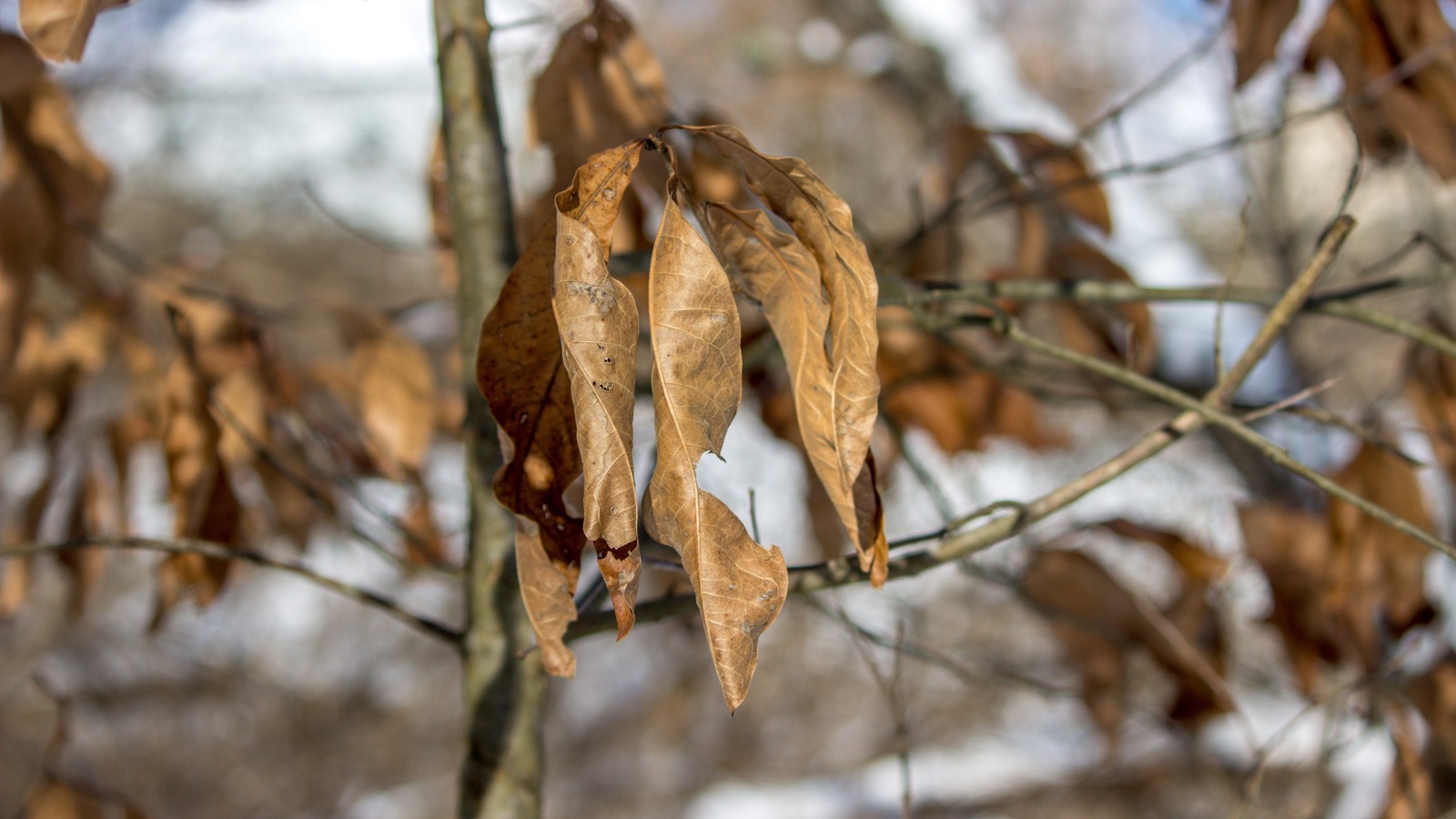 The Simple Test That'll Help You Determine If Your Perennial Is Dead Or ...