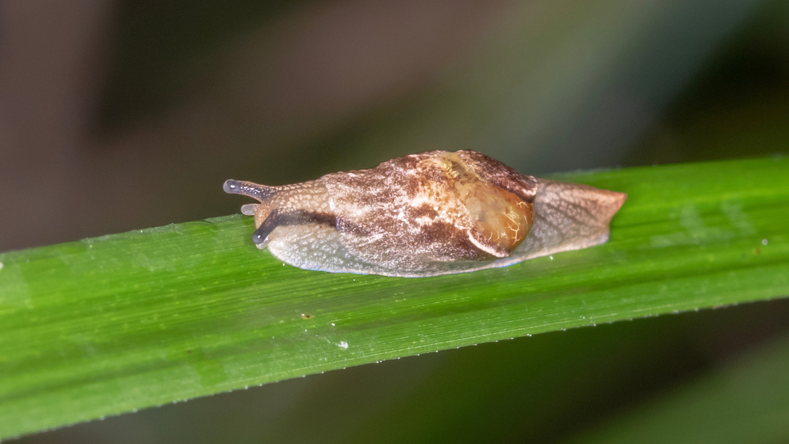 The Simple Water Bottle Trick That'll Help Keep Slugs Out Of Your Garden