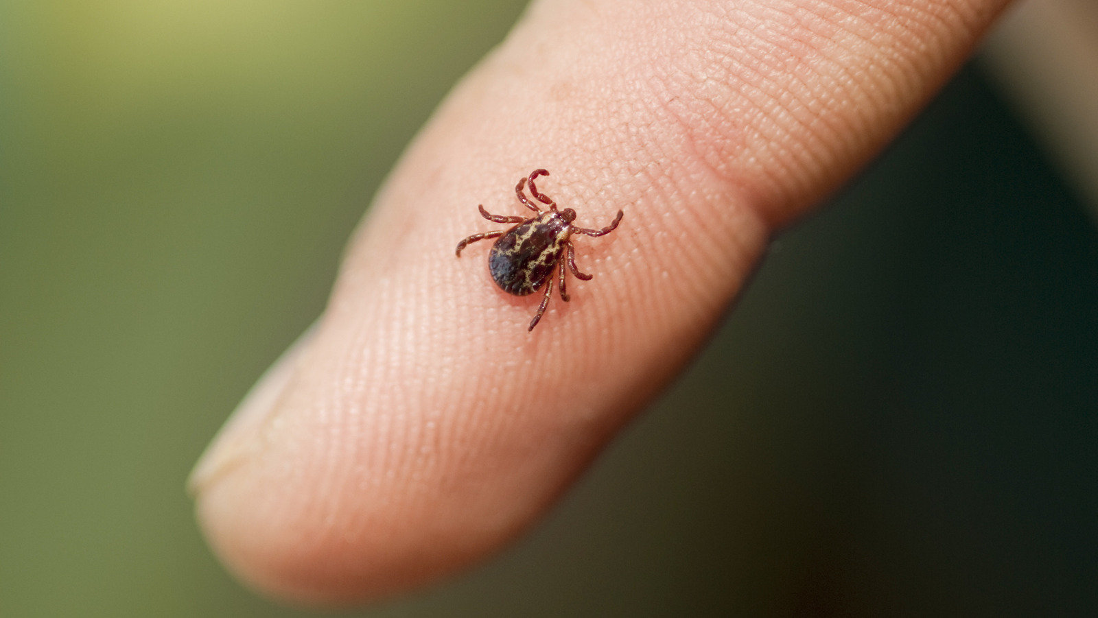 The Simplest DIY Tubes To Protect Your Yard Against Ticks