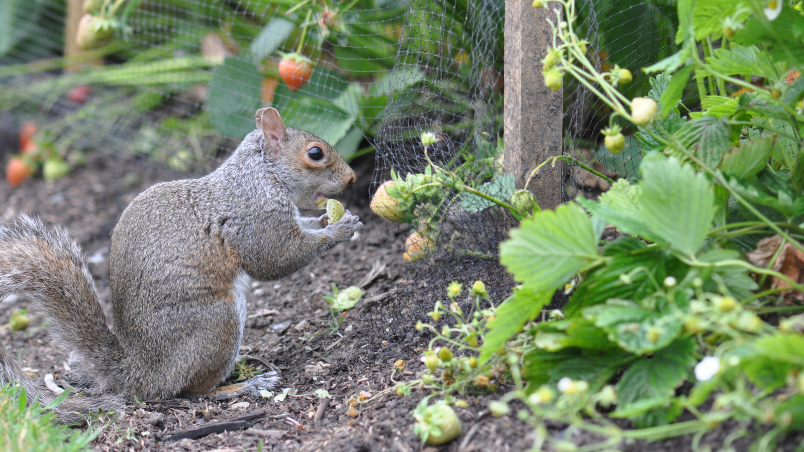The Stinky But Effective Solution To Keeping Squirrels Out Of Your Garden