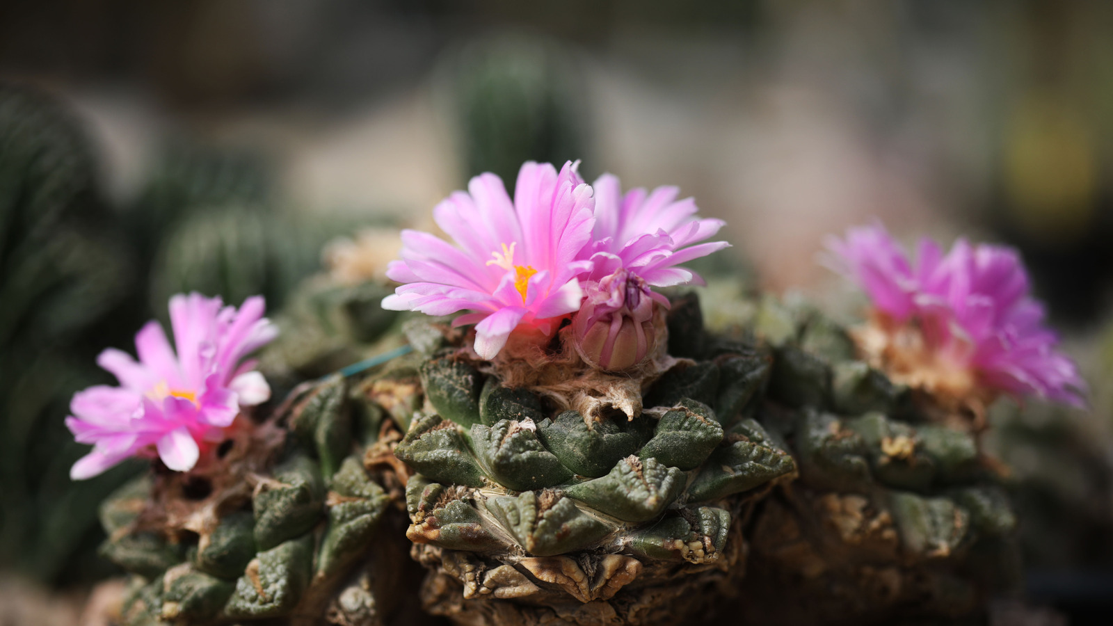 The Stunning And Unique Cactus You Can Only Find In Texas