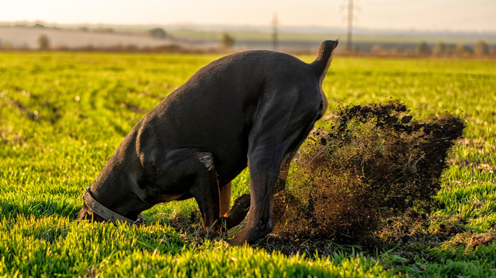 The Surprising Citrus Hack That Stops Your Dog From Digging Holes In ...