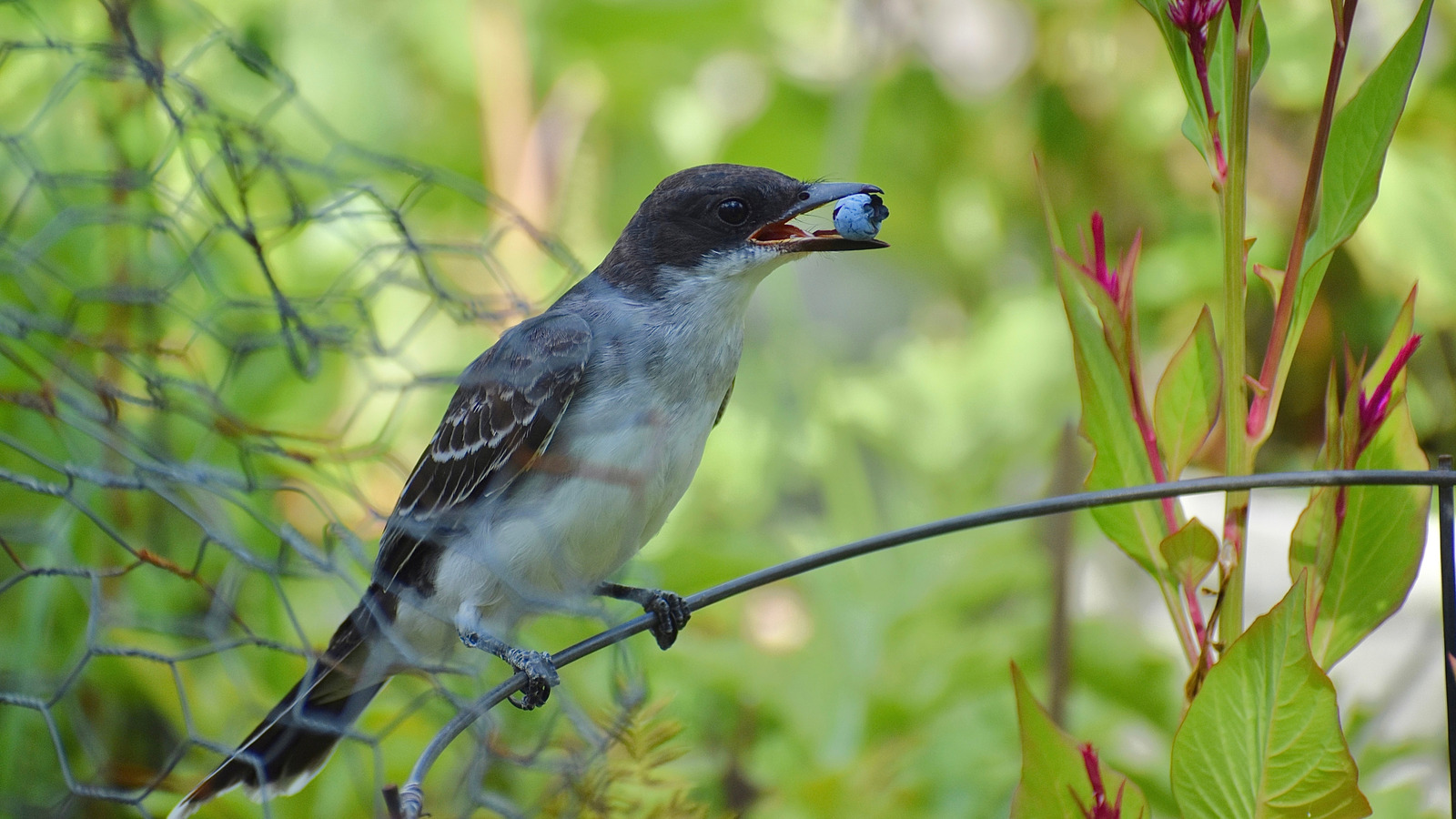 The Sweet Garden Hack That Can Keep Birds From Eating Your Berries