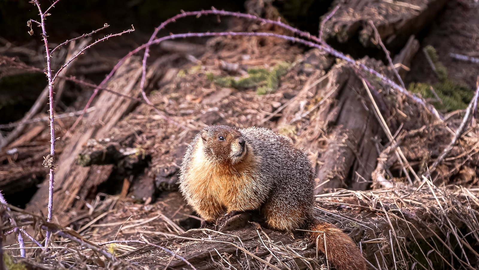 The Telltale Sign That A Beaver Den Is Nearby