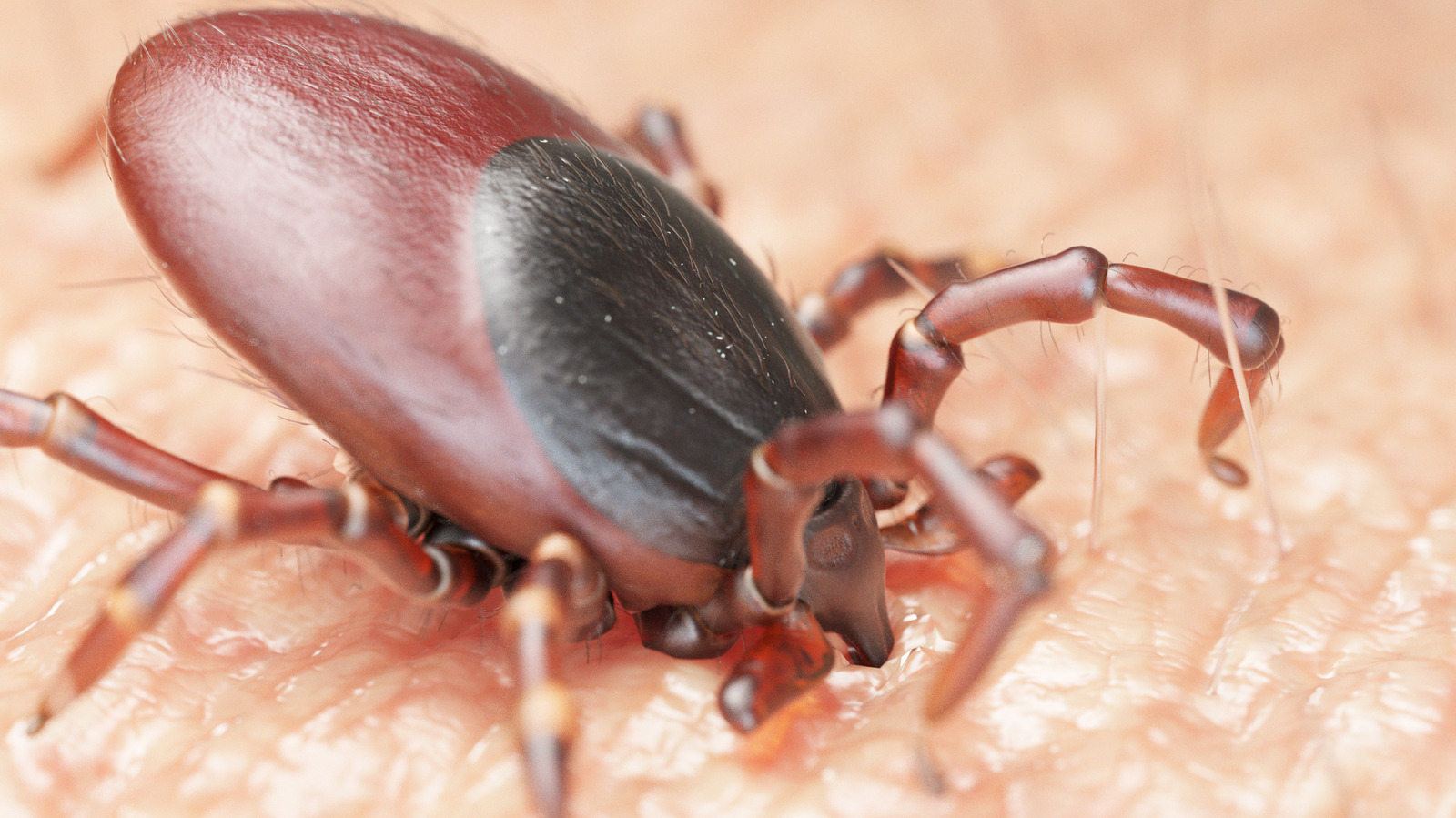 The Tick-Repelling Hack That May Be Too Good To Be True