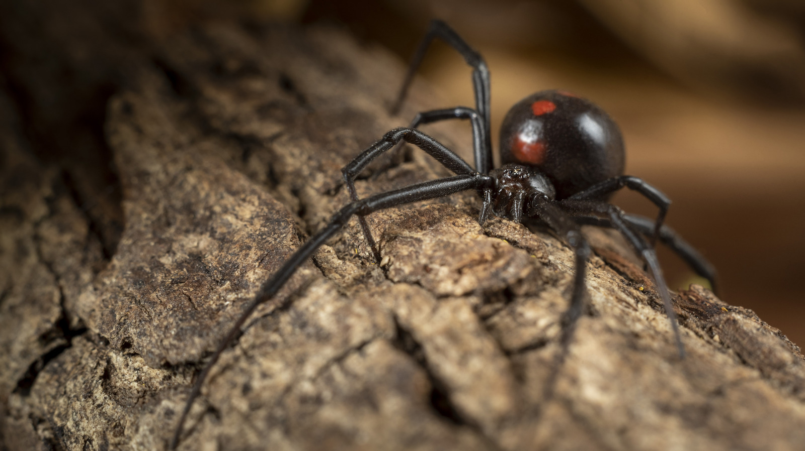 The Two Small But Venomous Spiders That May Be Calling Your Backyard Home