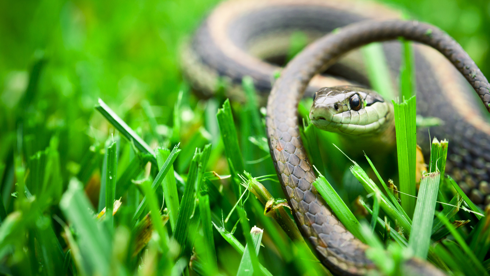 The Two Types Of Snakes You'll Actually Want To See In Your Garden
