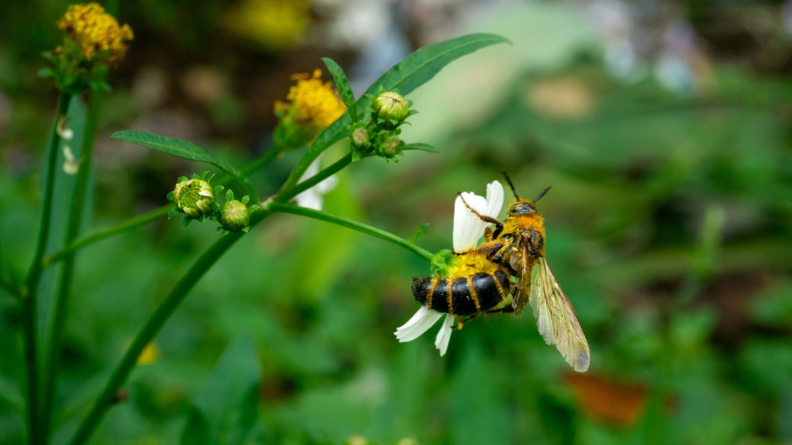 The Type Of Wasps That'll Actually Benefit Your Lawn And Garden
