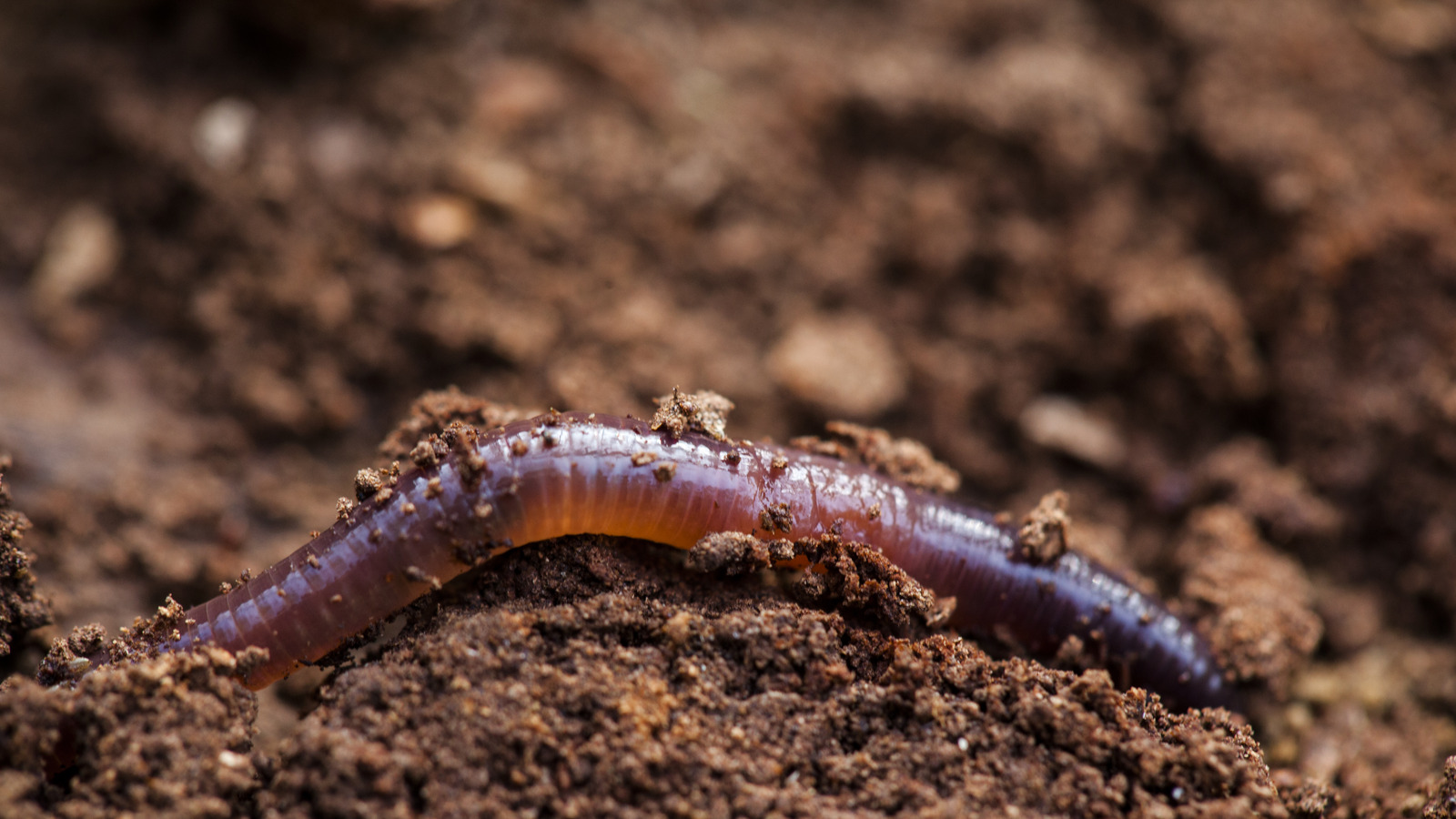 The Unexpected Problems Earthworms Can Create In Your Garden