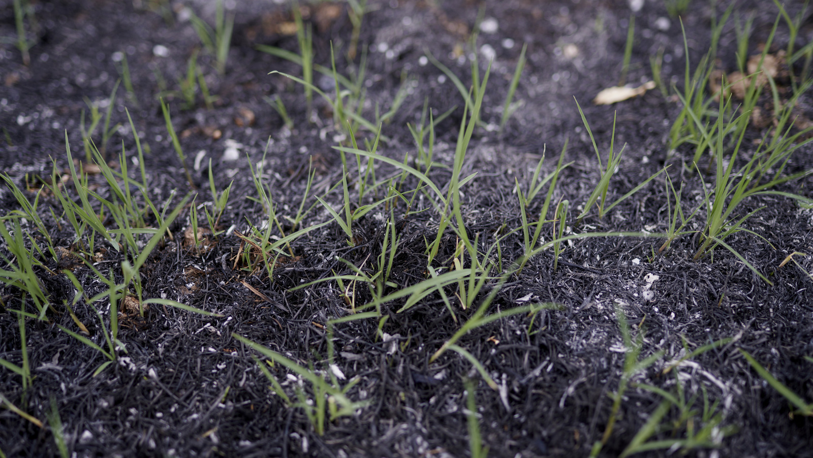 The Unexpected Reason Why You Should Start Putting Wood Ash On Your Lawn