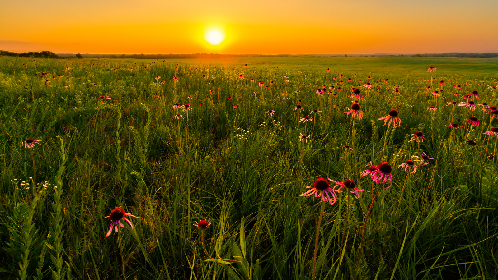 The Uniquely American Landscape You Can Recreate In Your Own Yard