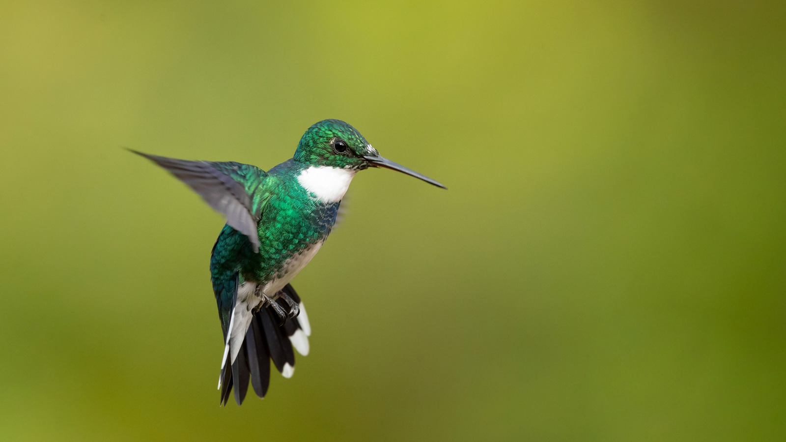 The Well-Known Sweet-Smelling Flower Hummingbirds Are Obsessed With