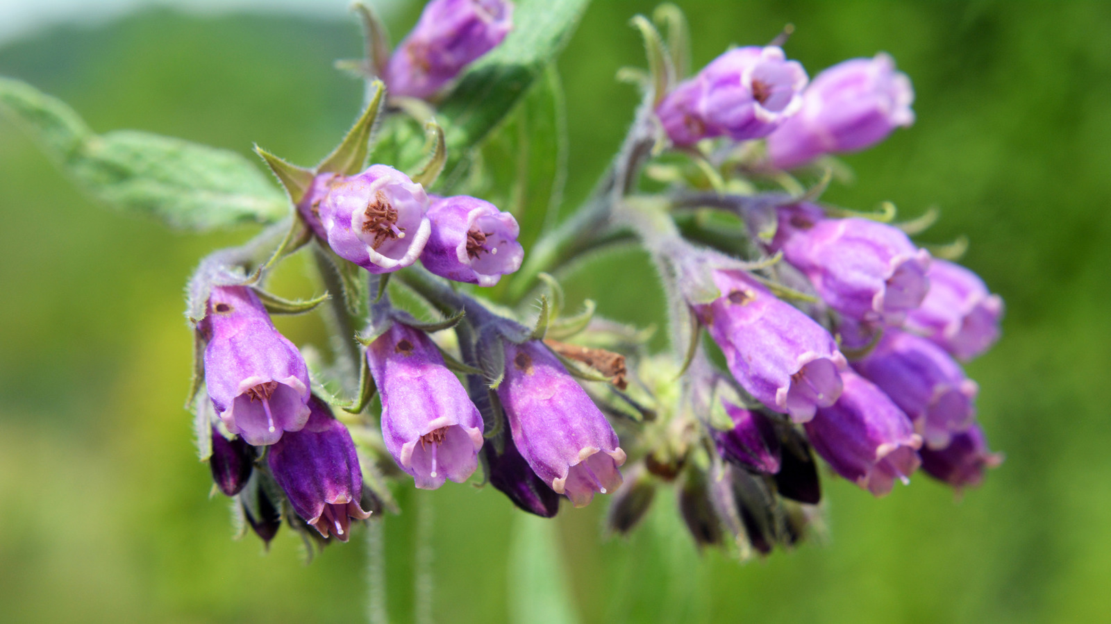 Think Twice Before Planting This Beautiful But Invasive Flower In Your ...