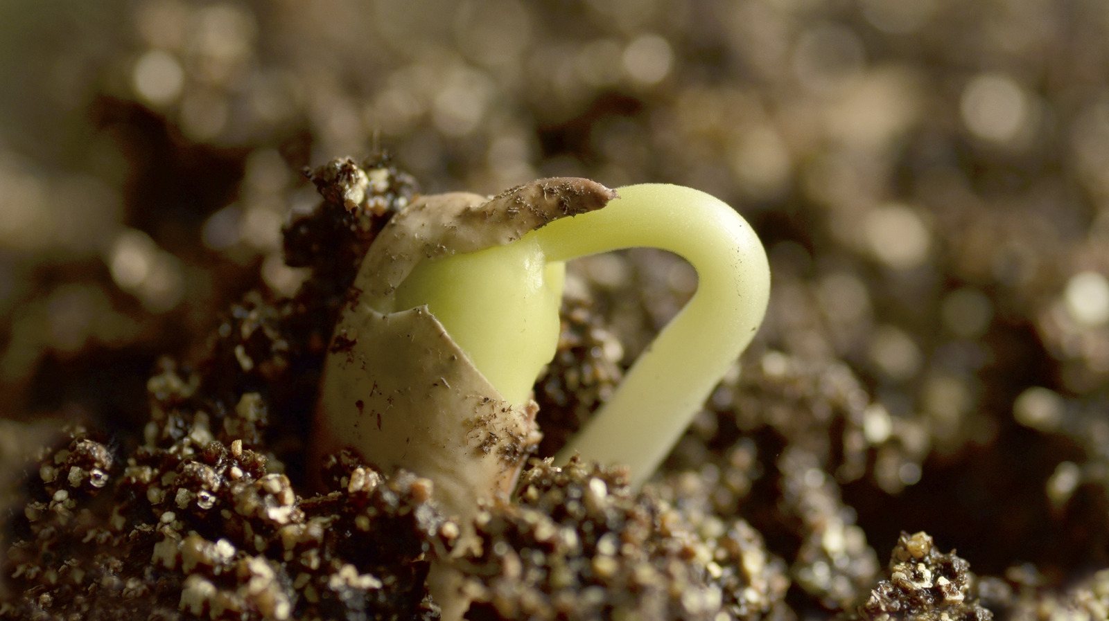 This Clever Hack Germinates Plants With Vinegar