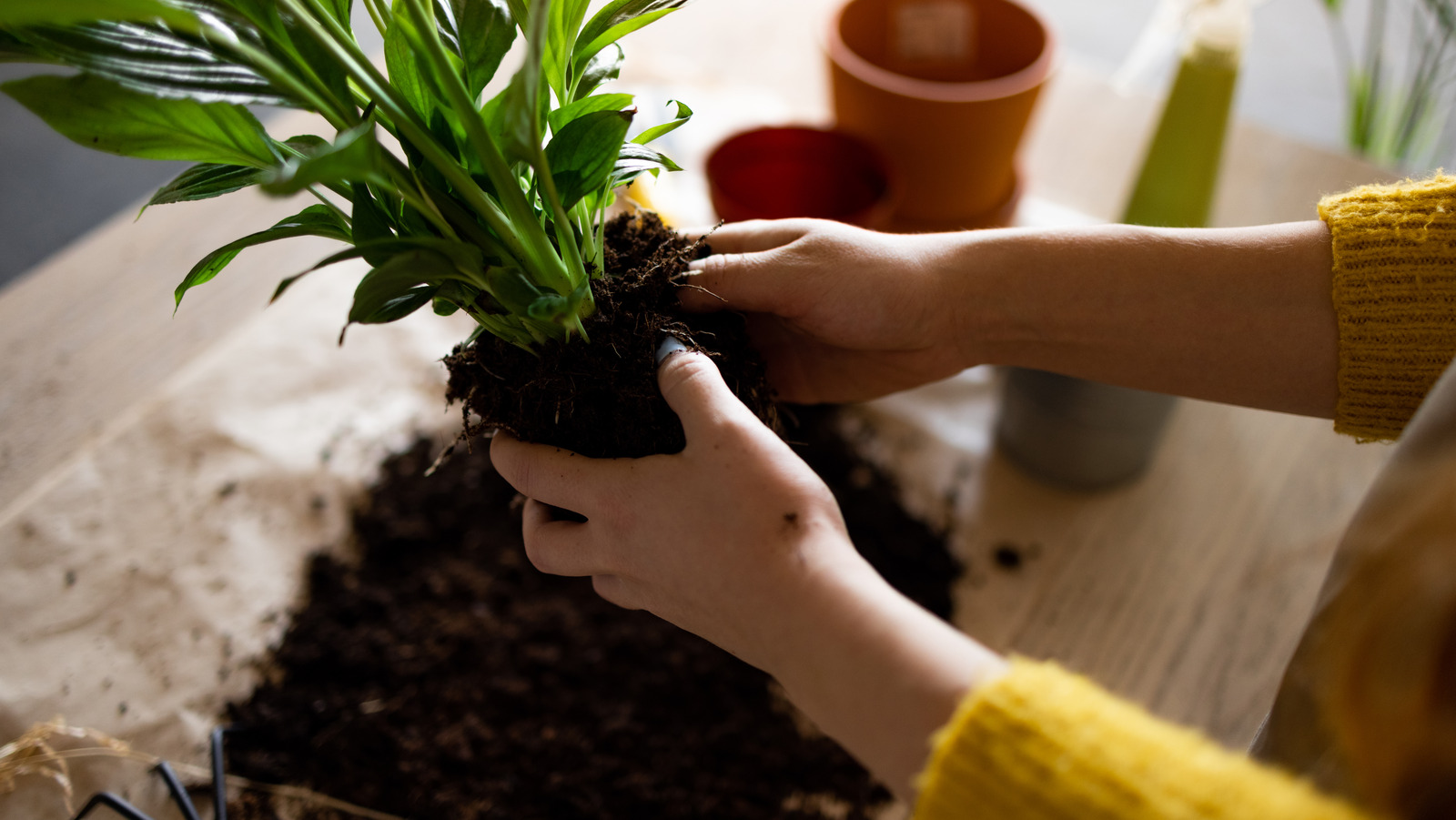 An Empty Egg Carton Will Make The Perfect DIY Flower Pot