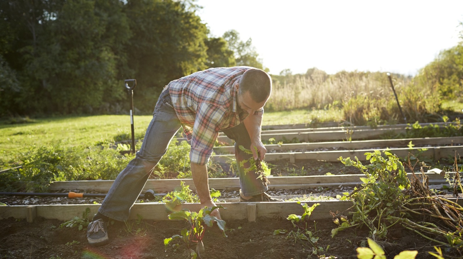 This Lesser-Known Weeding Tool Is A Must-Have For Any Gardener