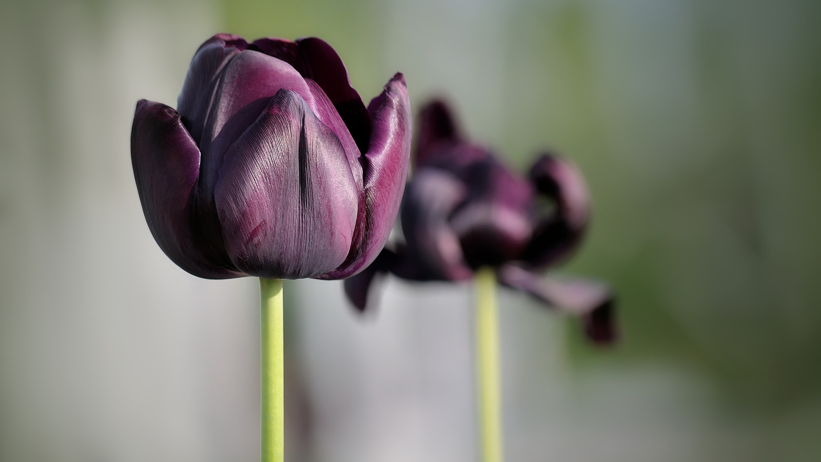 The Queen Of Night Tulip Is Perfect For Those Who Love A Darker Aesthetic