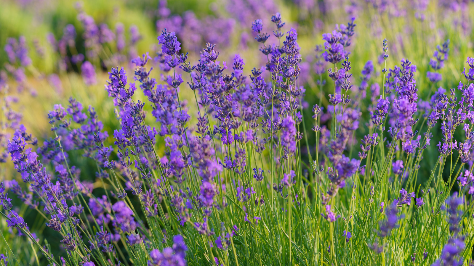 This Simple Mulching Method Helps Lavender Plants Survive Winter Frost