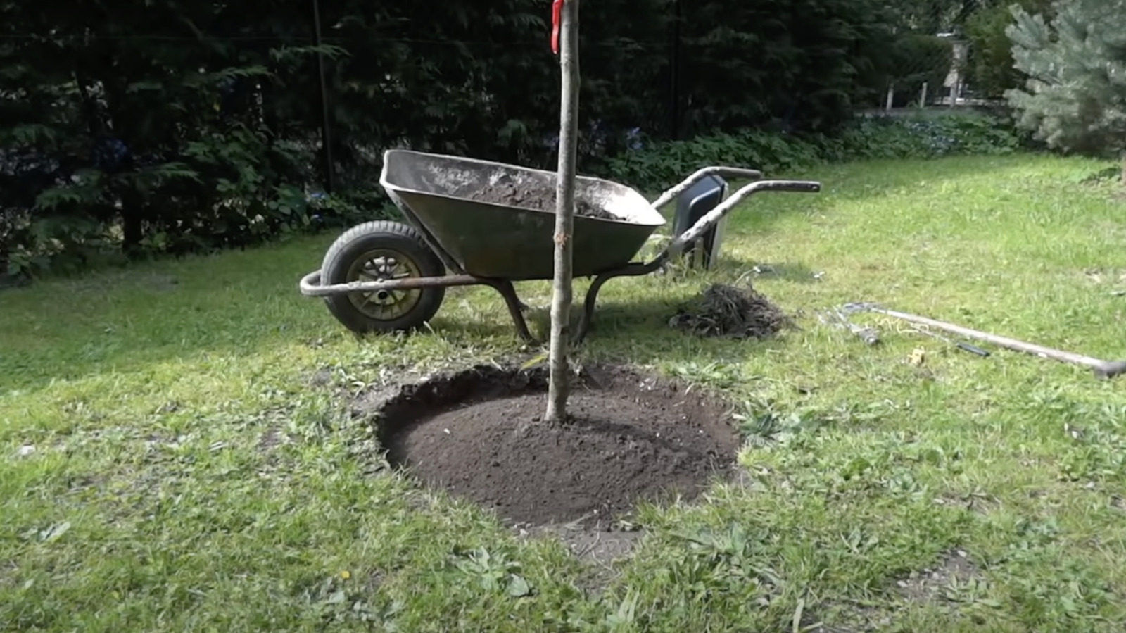 Tidy Up The Edges Around Your Trees With This Must-Try Tool