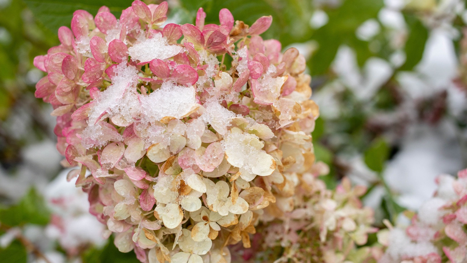 Top Tips To Care For Your Hydrangeas This Winter