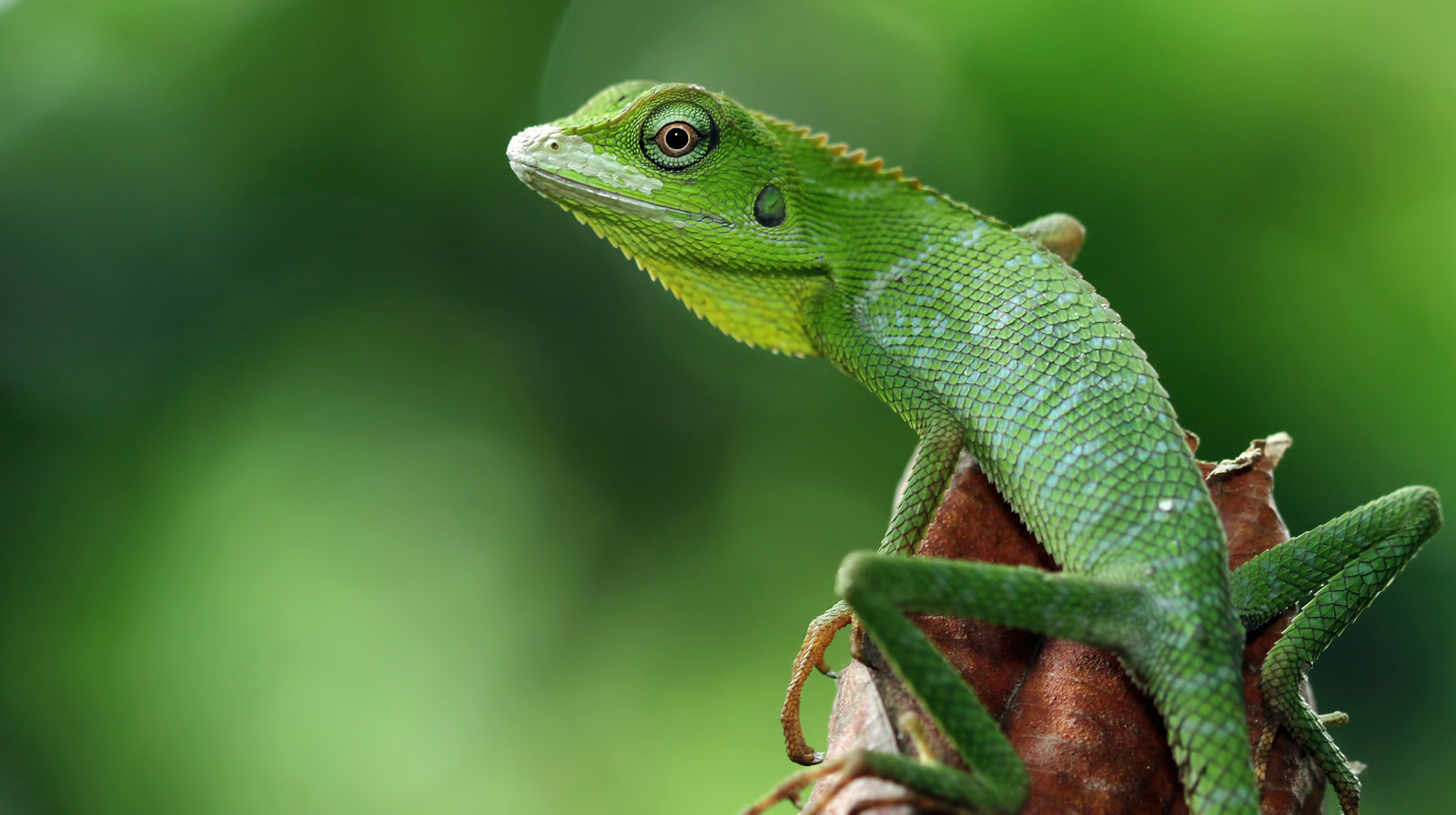 Two Essential Ingredients Banish Lizards From Your Yard So Easily
