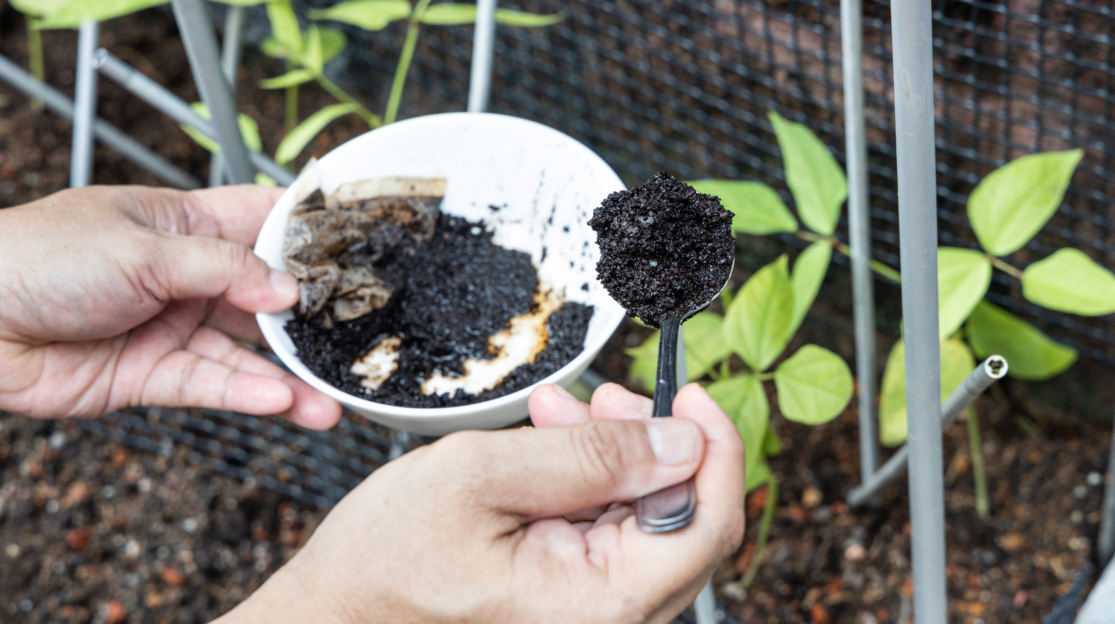 Unexpected Ways To Use Coffee Grounds In Your Garden
