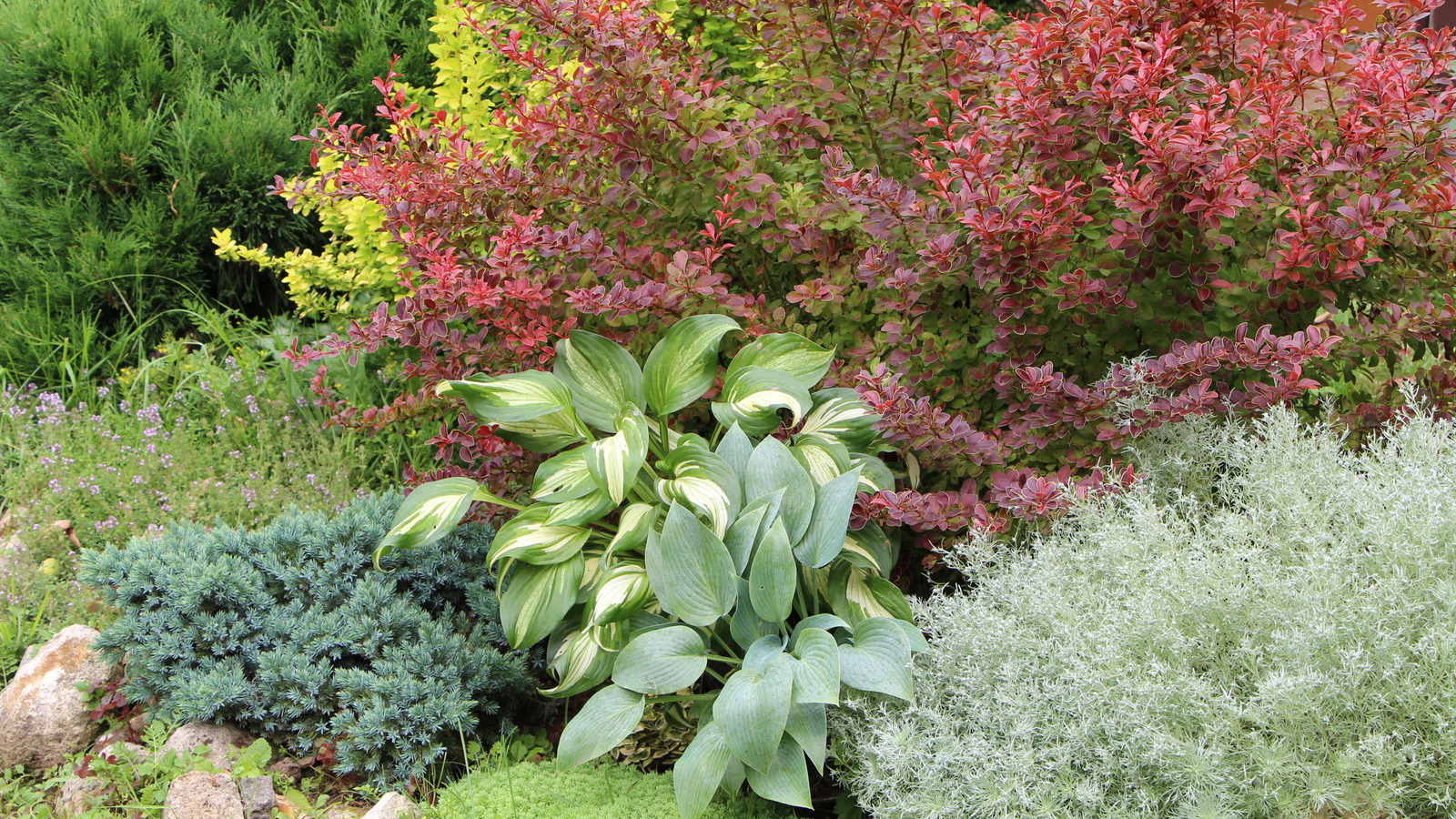 Upgrade Your Sunny Yard With The Help Of This Low-Maintenance Ground Cover