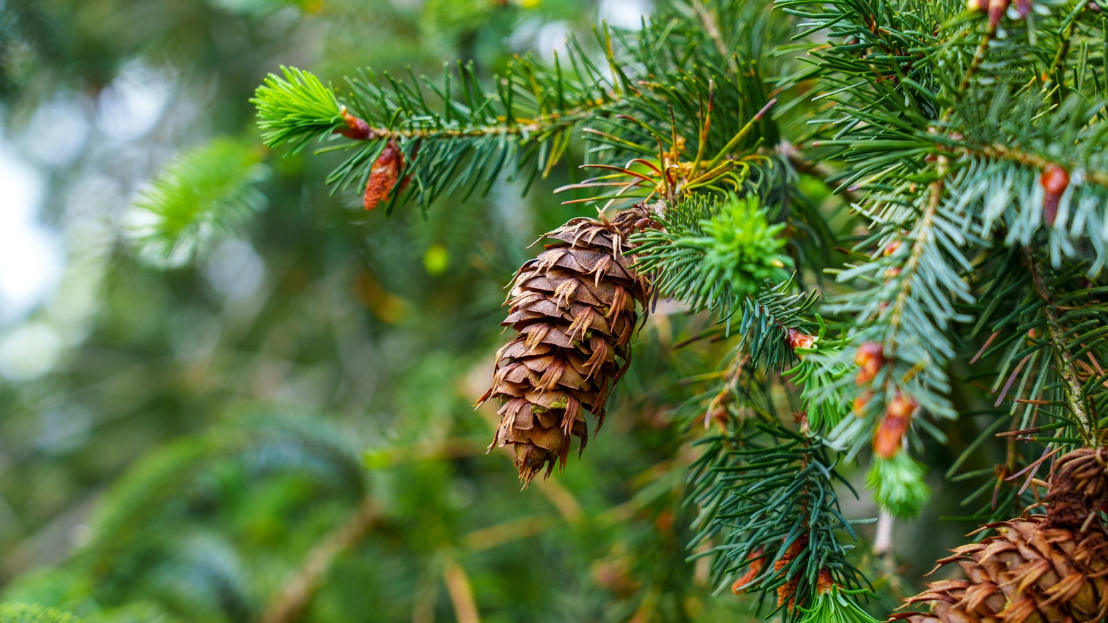 Use Pine Needles To Naturally Repel Mosquitoes While Camping Or Hiking