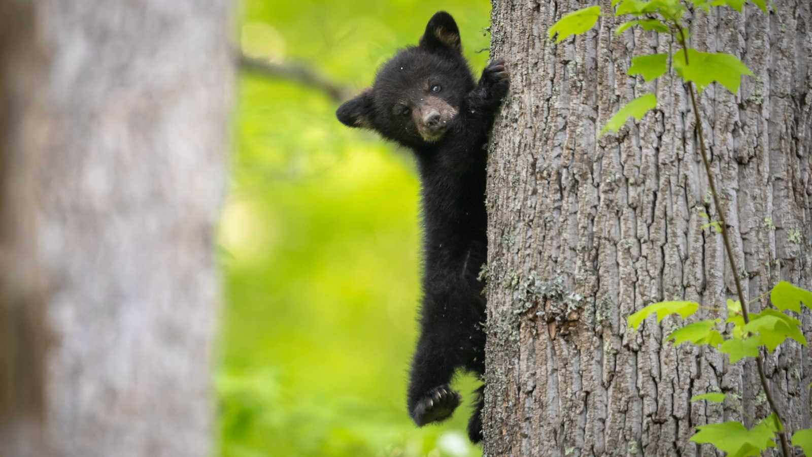 Visit The Great Smoky Mountains National Park For Views Of Black Bears