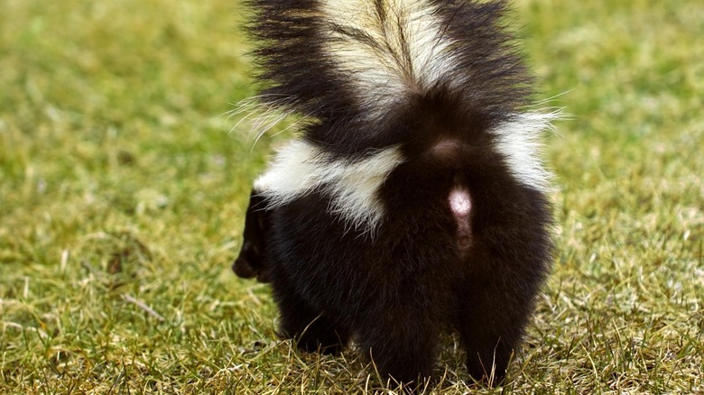 Watch For These Warning Signs That A Skunk Is About To Spray