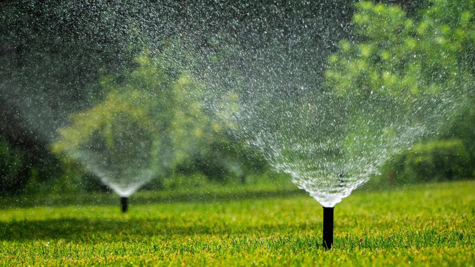 What Is Hydrozoning, And Why Should You Incorporate It Into Your Garden?