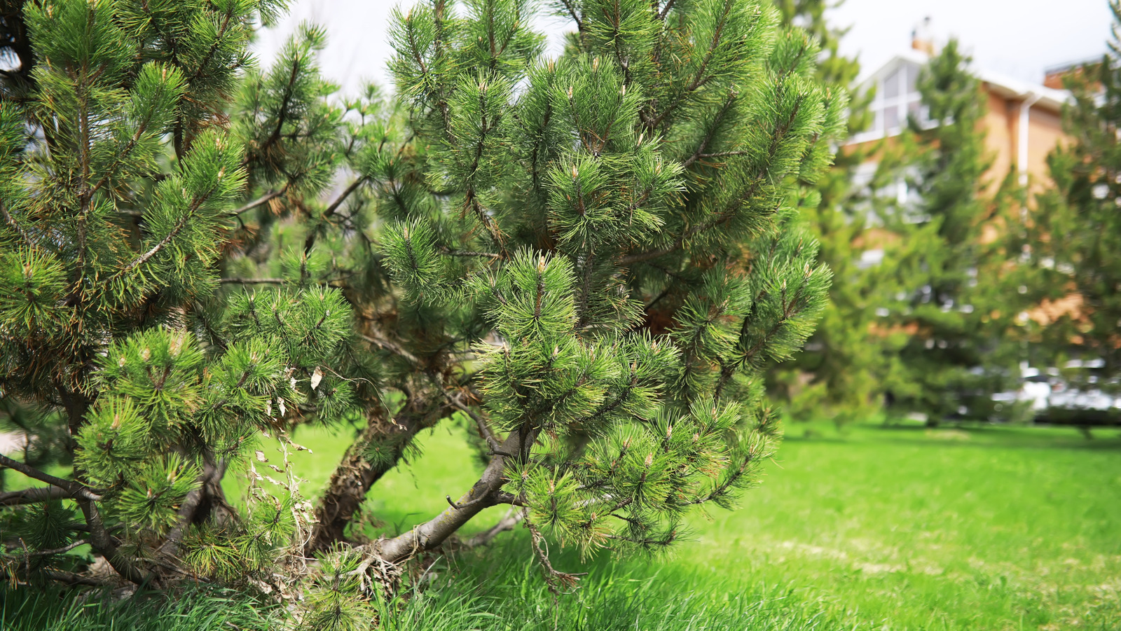 What To Consider Before Using Fallen Pine Needles For Mulch