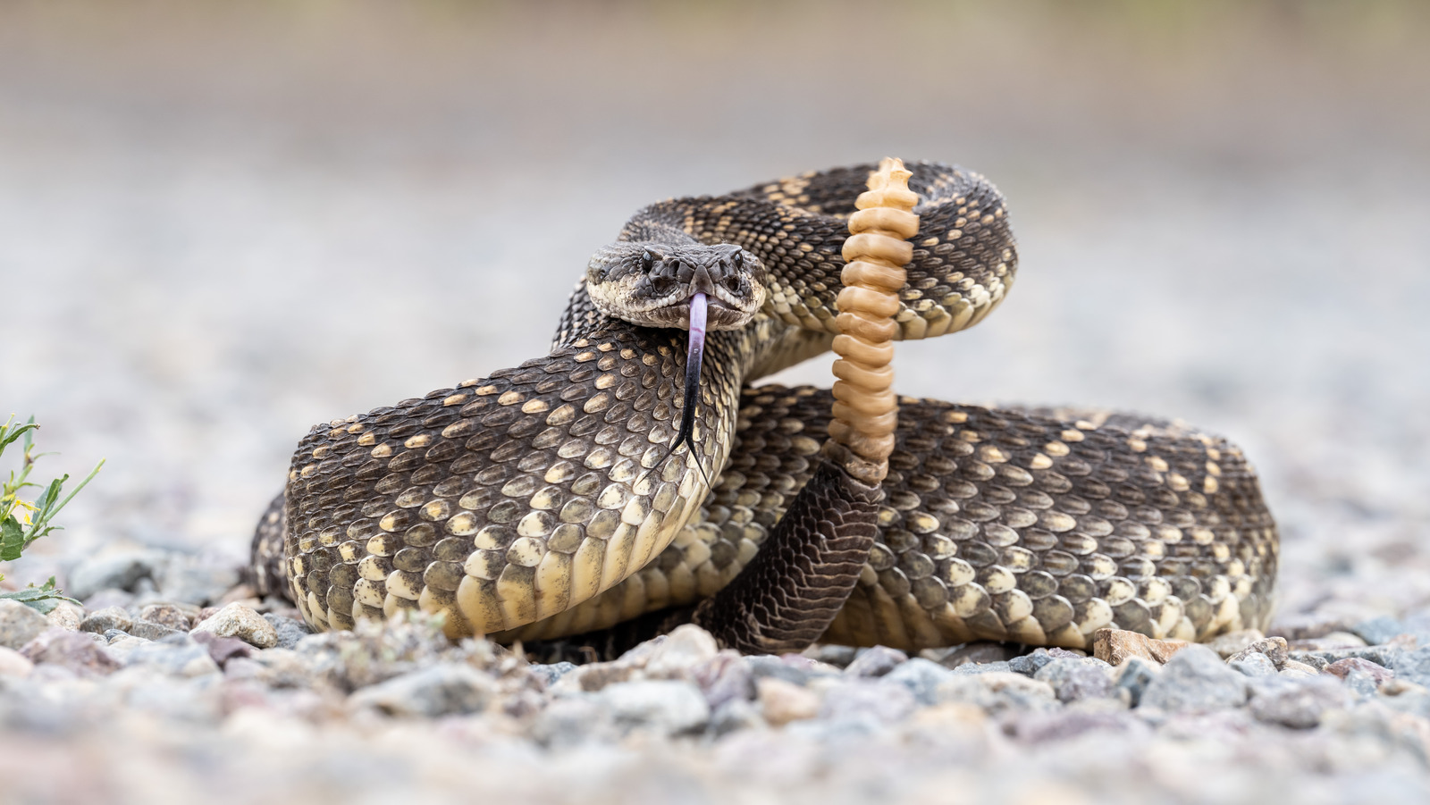 What To Do If You Get Bitten By A Venomous Snake While Adventuring ...