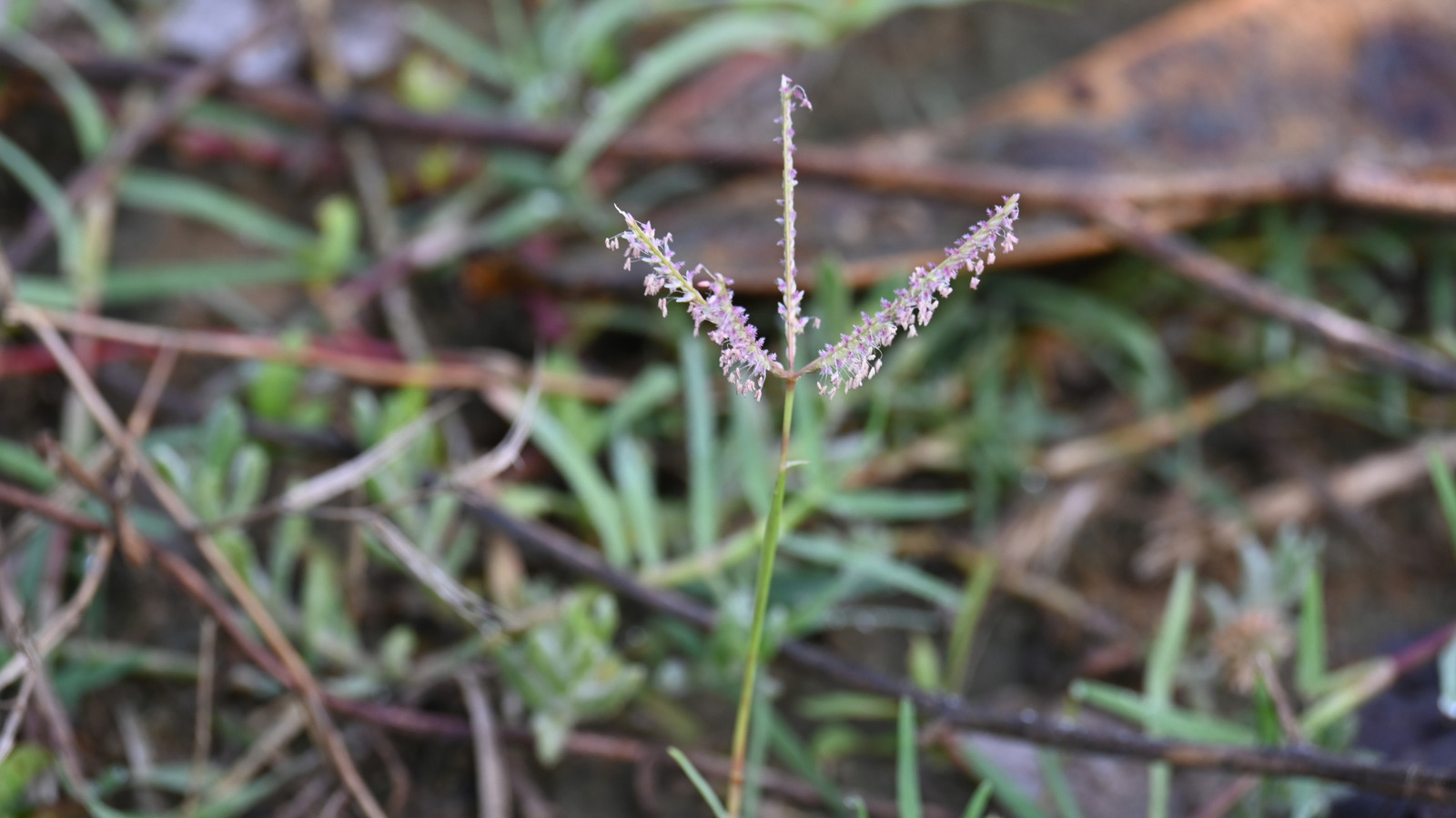 What To Do If You Spot The Infamous Couch Grass Taking Over Your Yard