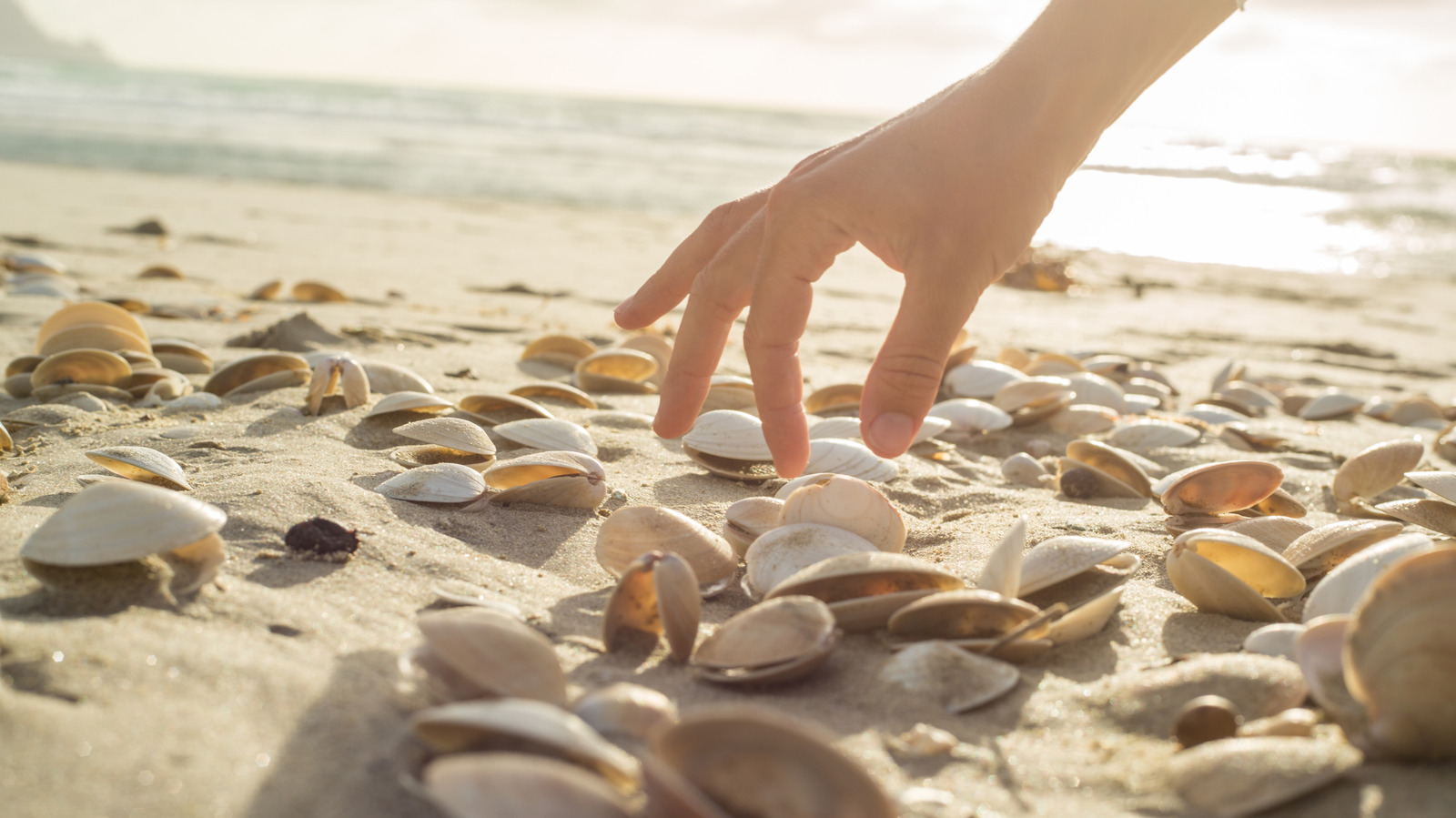 What To Know Before Picking Up Seashells While Exploring Shorelines