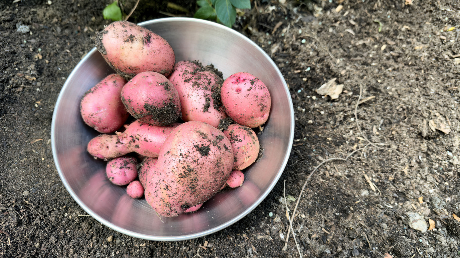 What To Know Before Planting Potatoes In Your Fall Garden