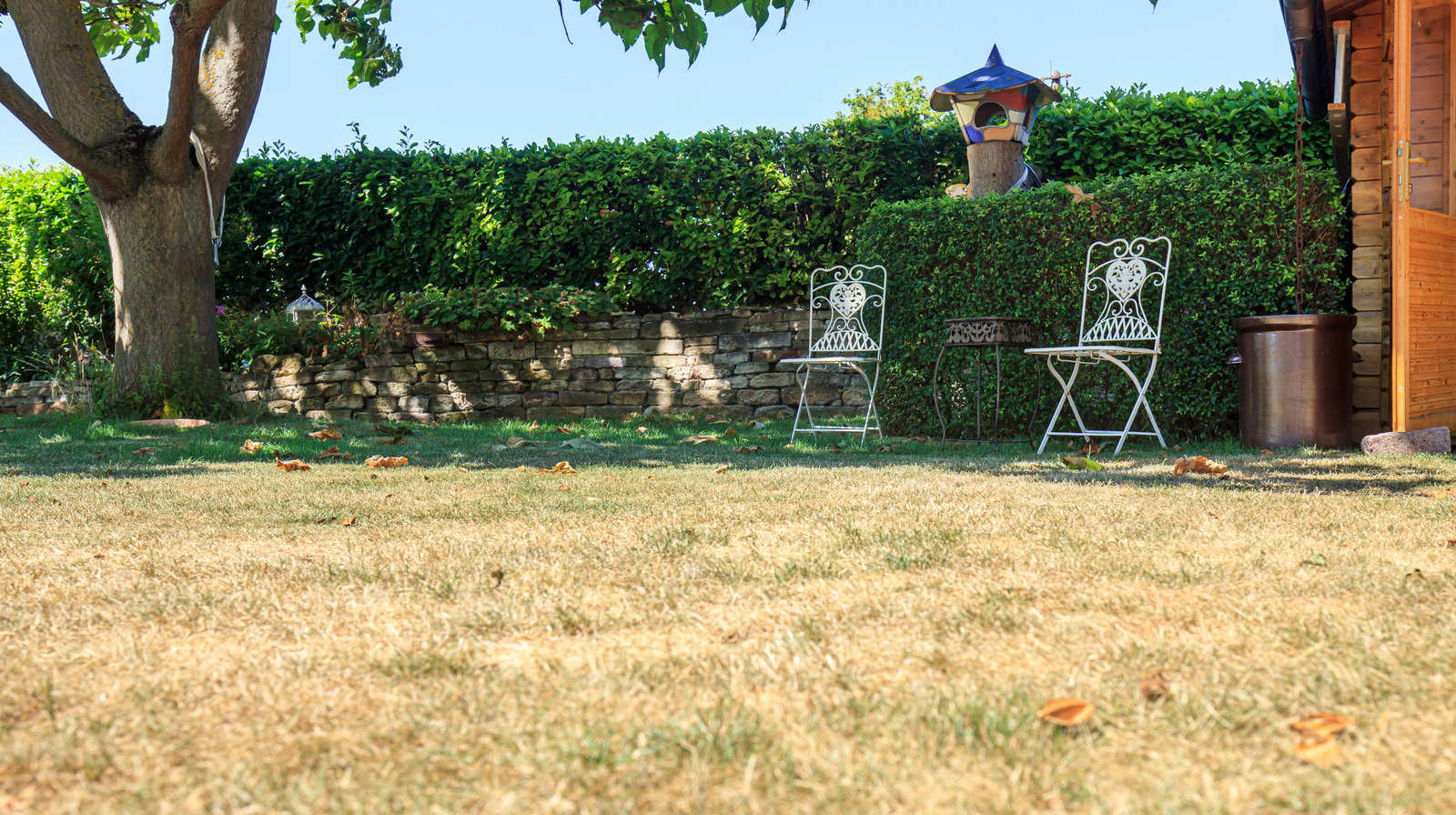 What To Know Before Replacing Your Dead Grass With New Seed Or Sod